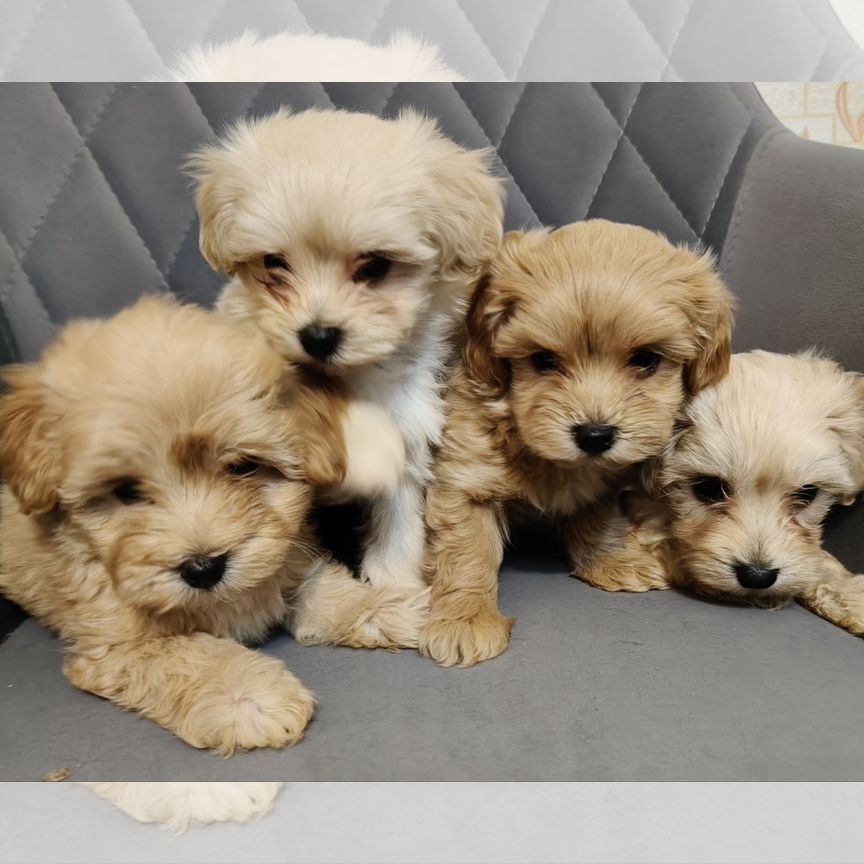 Мальтипу, щенок