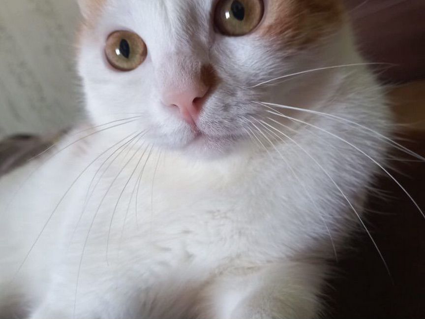 Кисель в дар