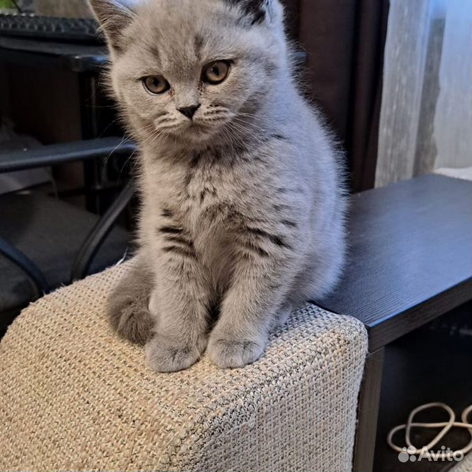 Британчики с документами