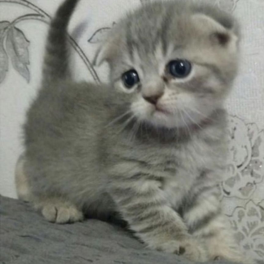 Шотландский вислоухий короткошёрстный котёнок