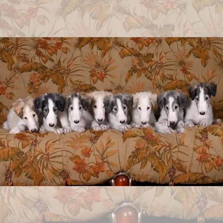 Русская псовая борзая, щенок