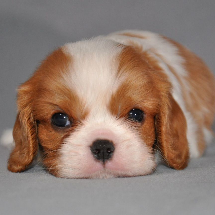 Кавалер кинг-чарльз-спаниель, щенок