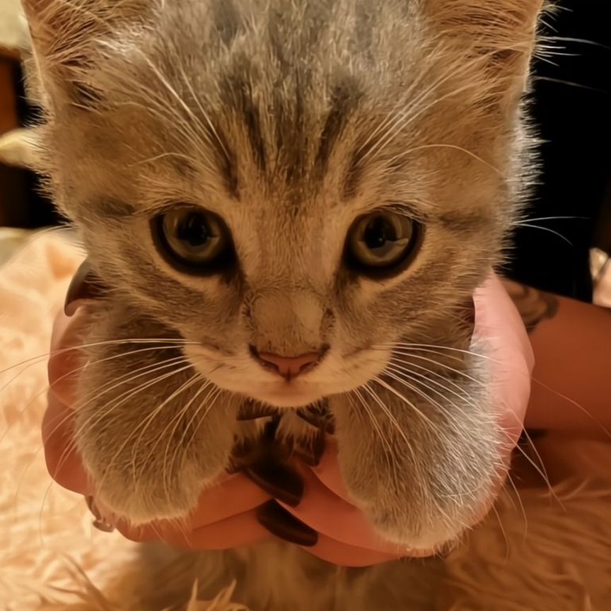 Котята в добрые руки бесплатно