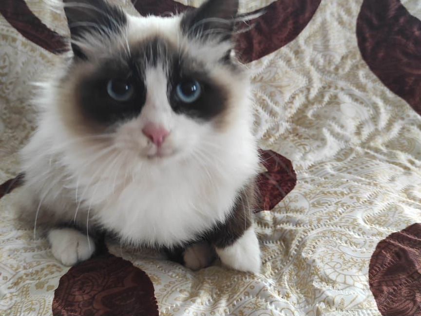 Котёнок