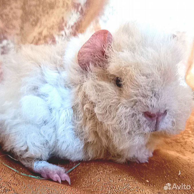 Морские свинки из питомника