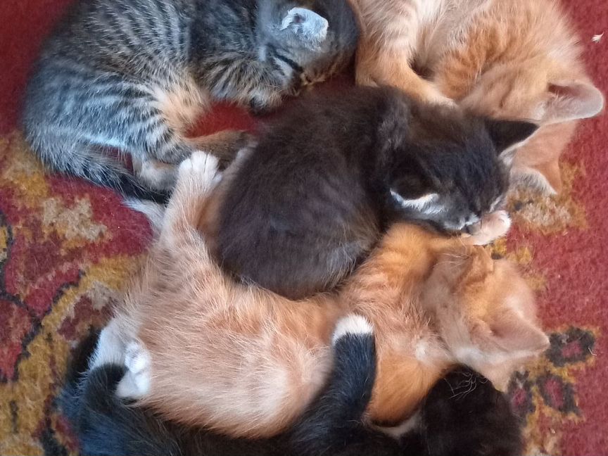 Котята в добрые руки бесплатно