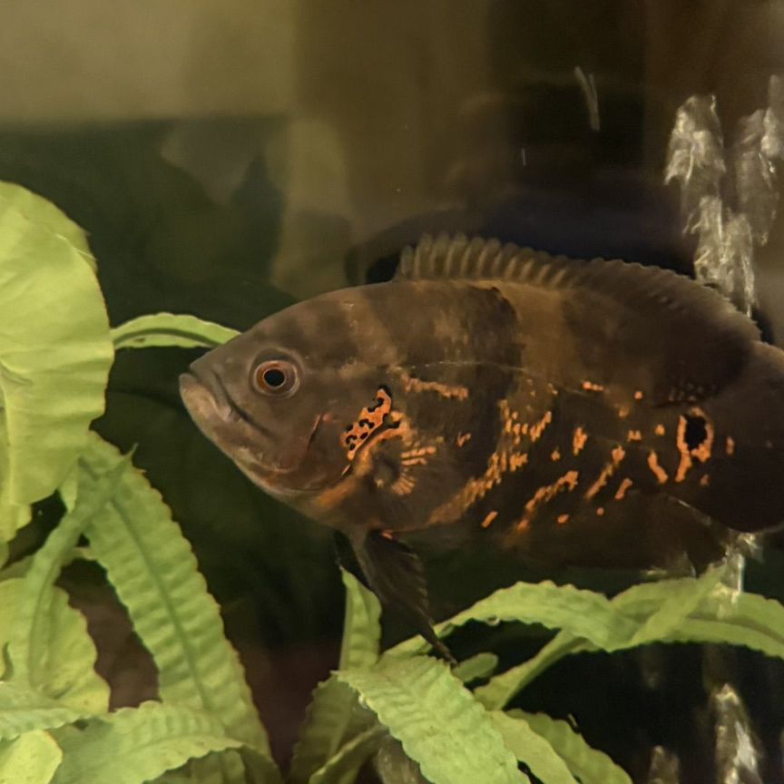 Астронотус пара