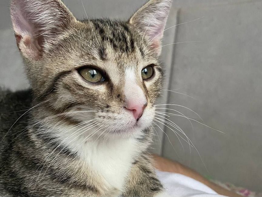 Котенок мальчик бесплатно