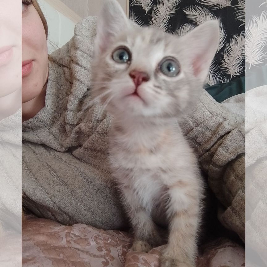 Шотландский прямоухий короткошёрстный котёнок