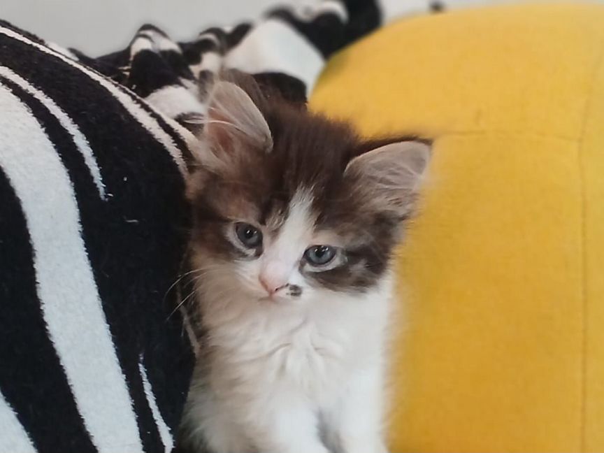 Кошечки-красотули ищут дом и доброго хозяина