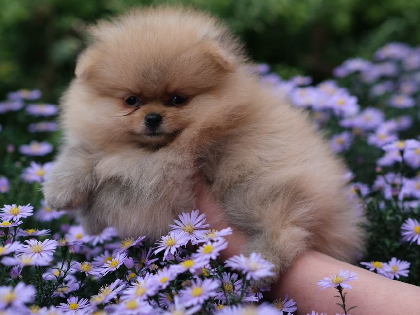 Померанский шпиц, тип Мишка
