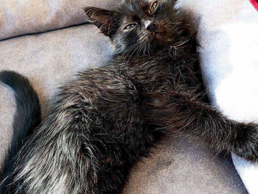 Котенок в добрые руки