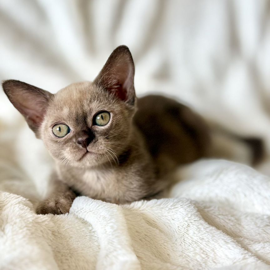 Европейский бурманский котёнок