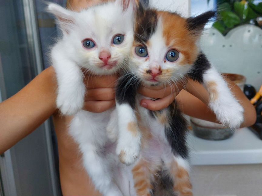 Котята в добрые руки бесплатно