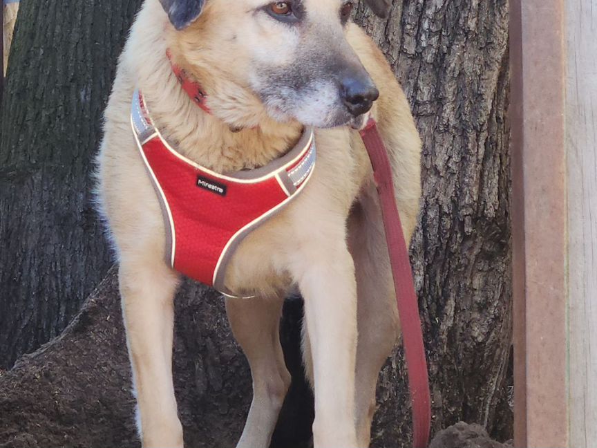 Собака в добрые руки отдам бесплатно