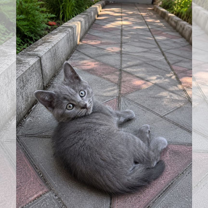 Британский короткошёрстный котёнок