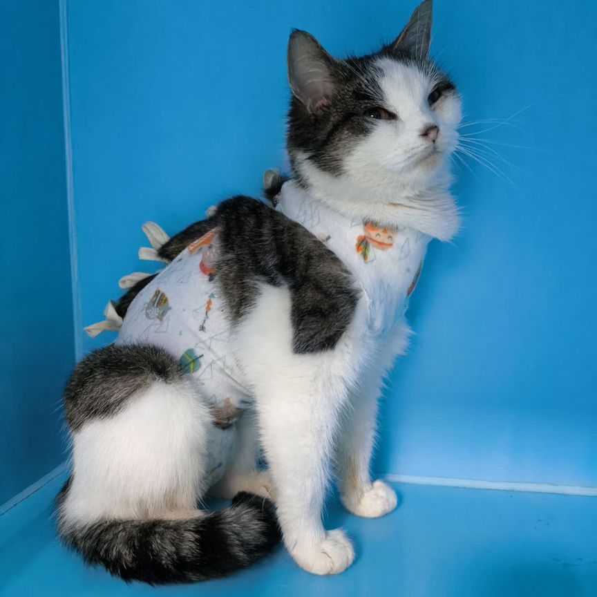 Взрослая, Девочка кошка в добрые руки