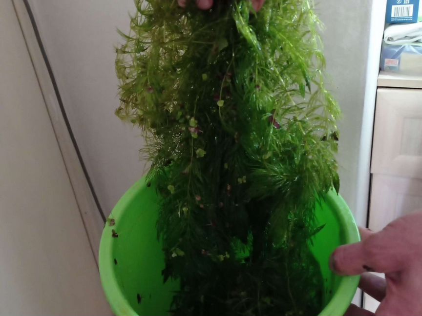 Растения для аквариума