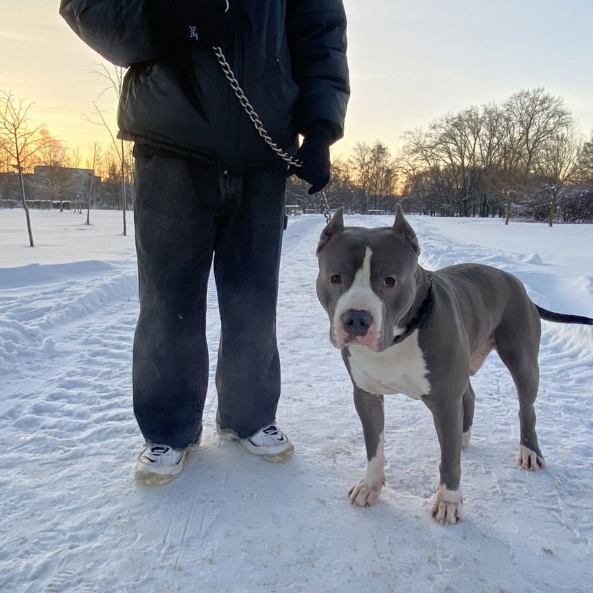 Вязка с американским стаффордширским терьером