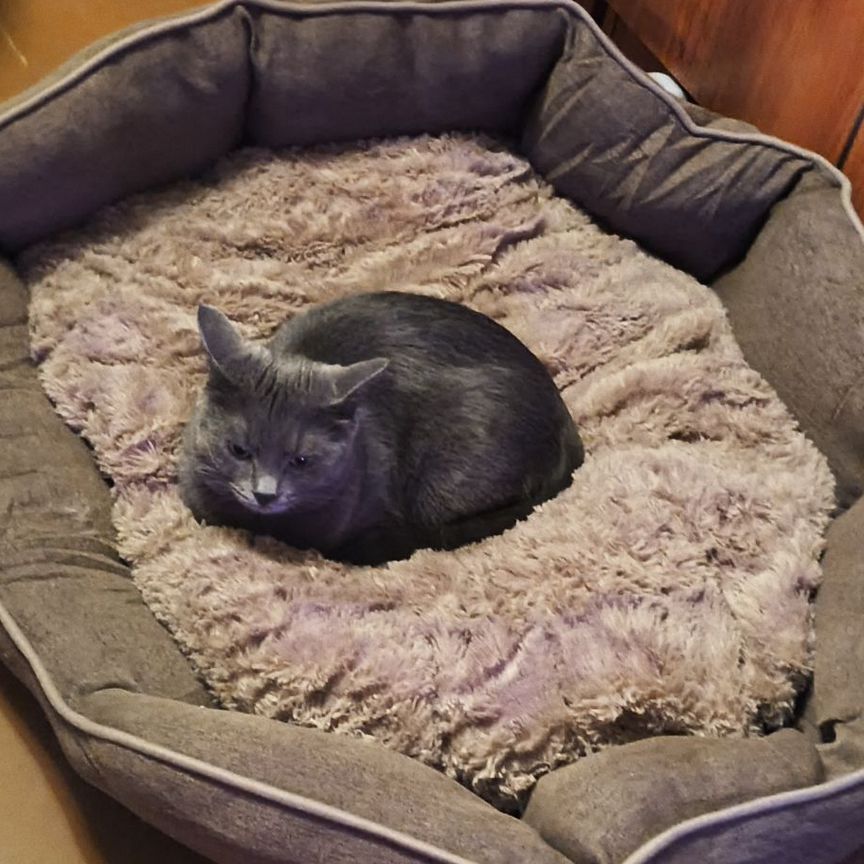 Взрослый кот в добрые руки