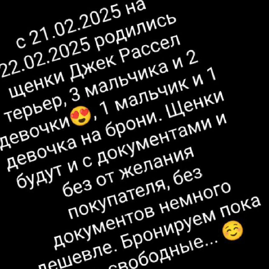 Джек рассел