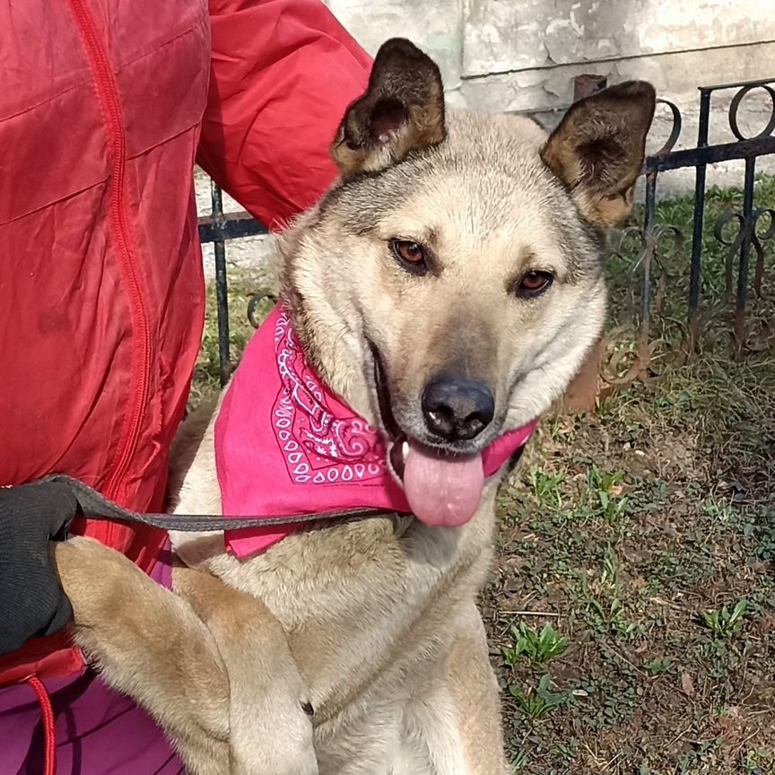 Лиза ищет дом