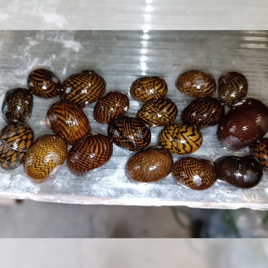 Улитка аквариумная Неретина