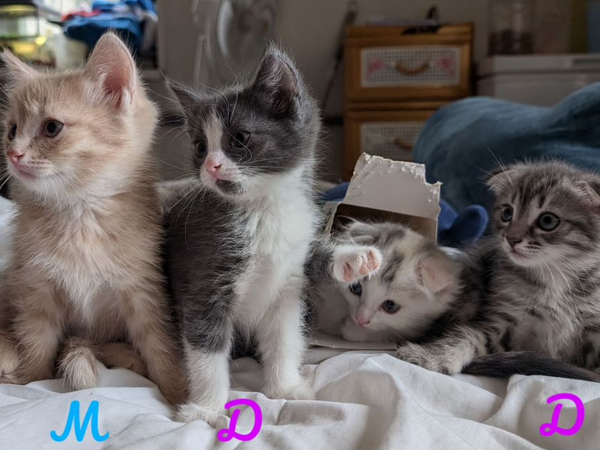 Котята, 2 девочки и 1 мальчик