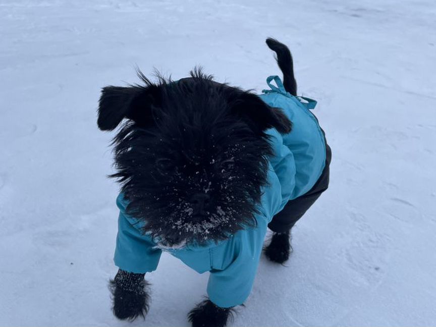 Зимний комбинезон для собак Dogmoda