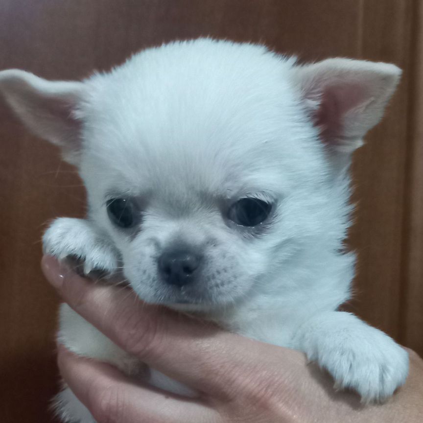 Чихуахуа, щенок