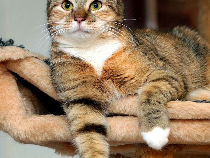 Кошка