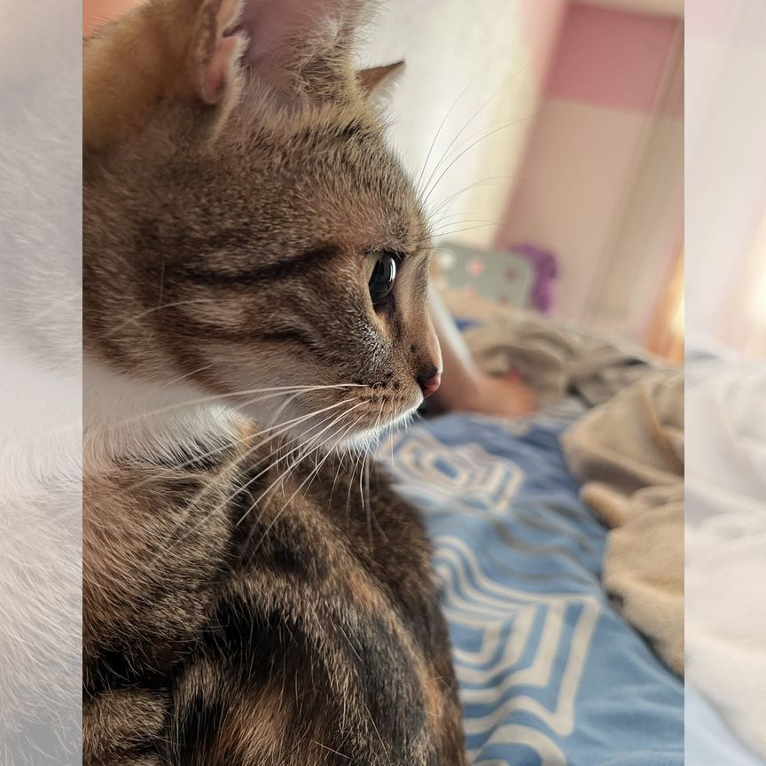 Котенок