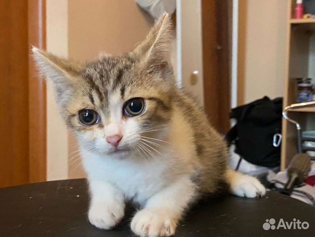 Кошечка Котя с большими глазами