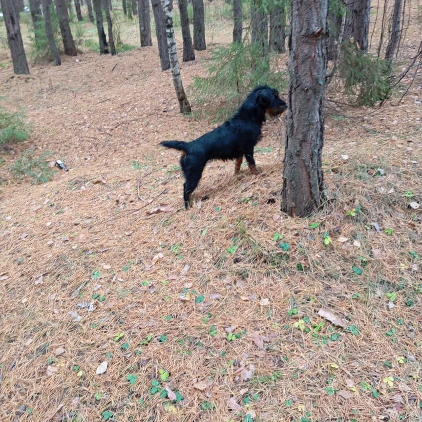 Ягдтерьер от рабочих родителей