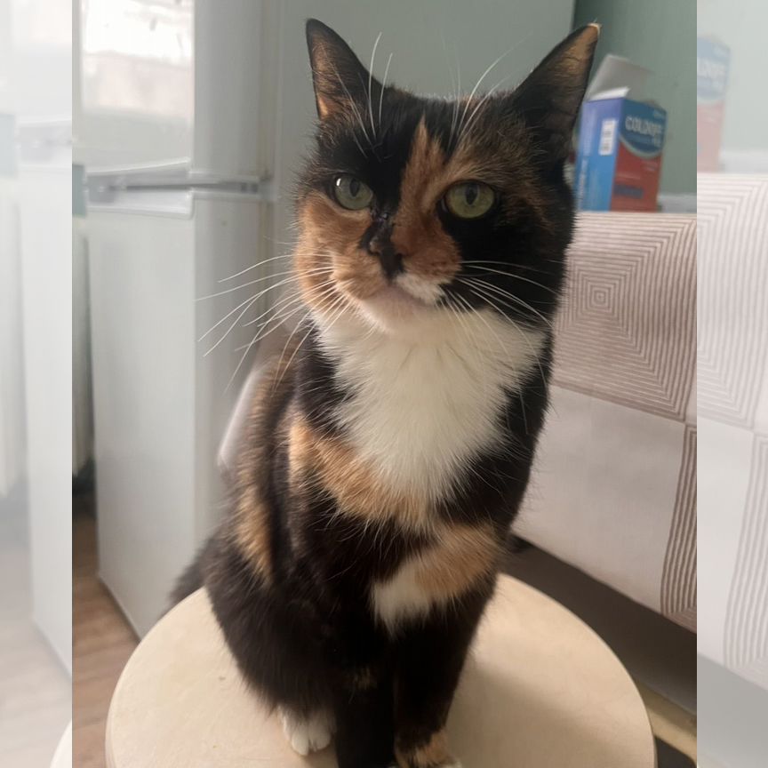 Взрослая, кошка в добрые руки