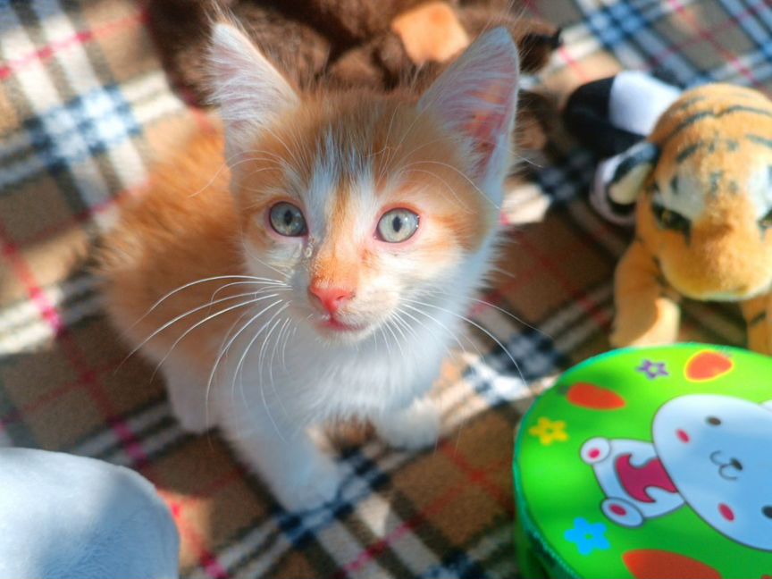 Котенок в добрые руки