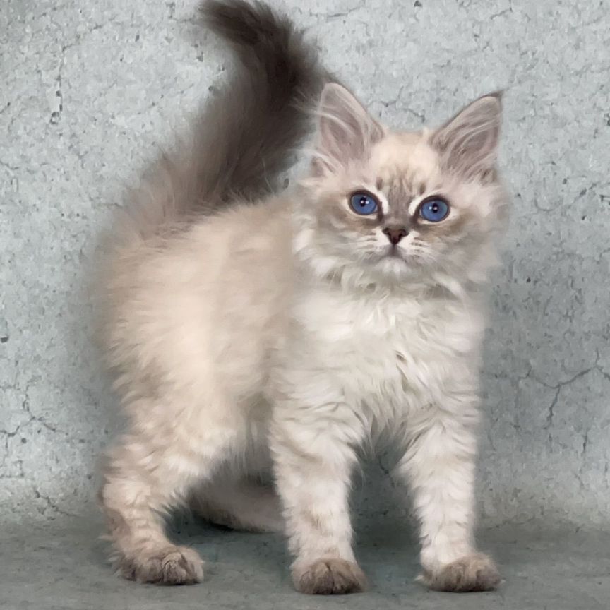 Невский маскарадный котик
