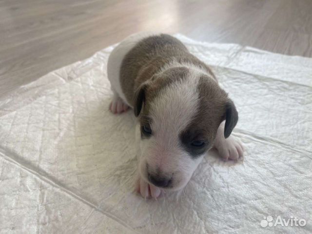 Щенки джек рассел терьер