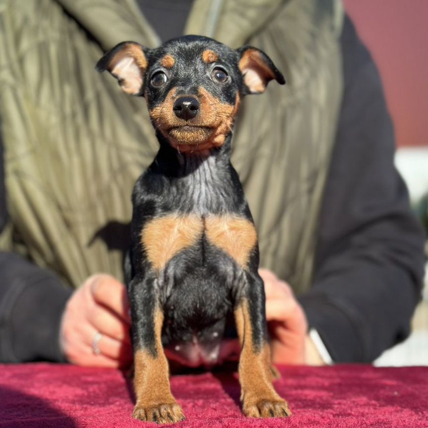 Цвергпинчер, щенок