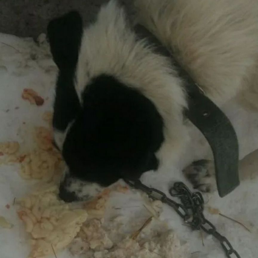 Взрослый пёс в добрые руки