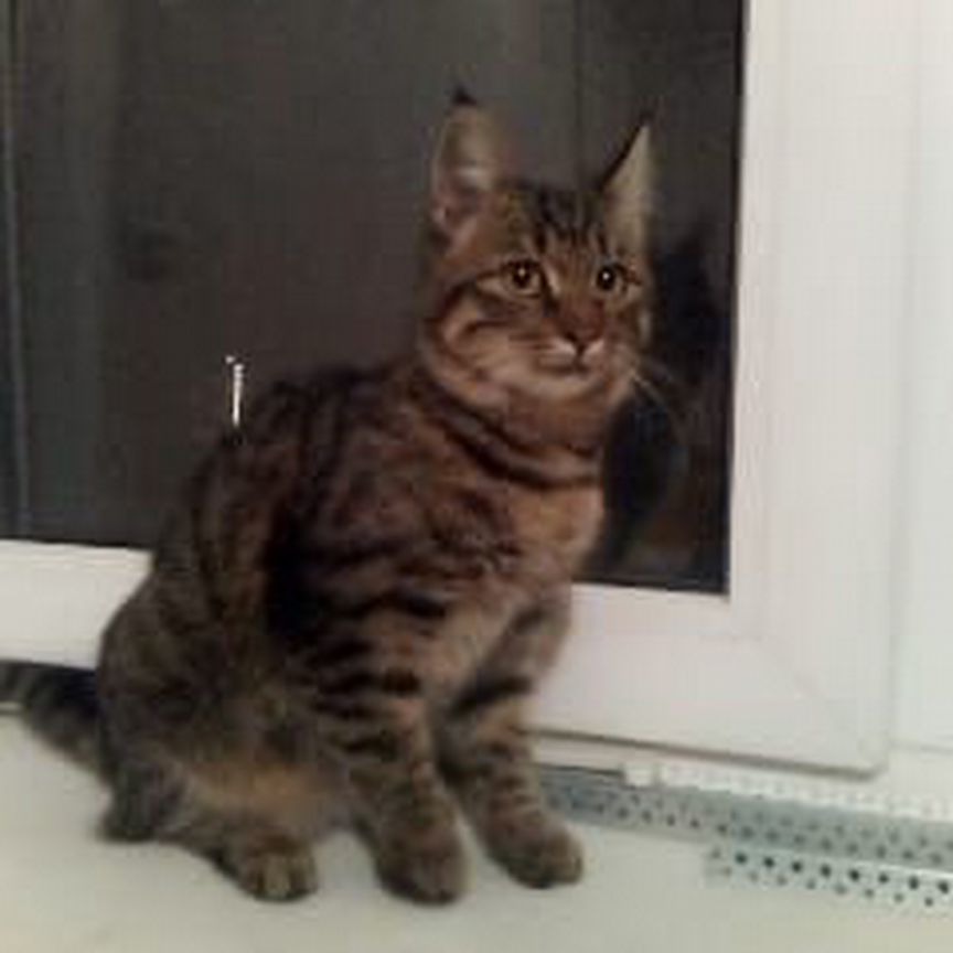 Отдают в добрые руки