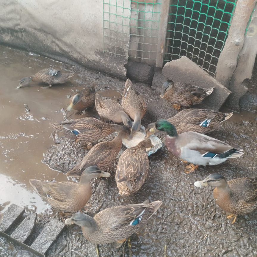 Продам дикую утку "кряква"