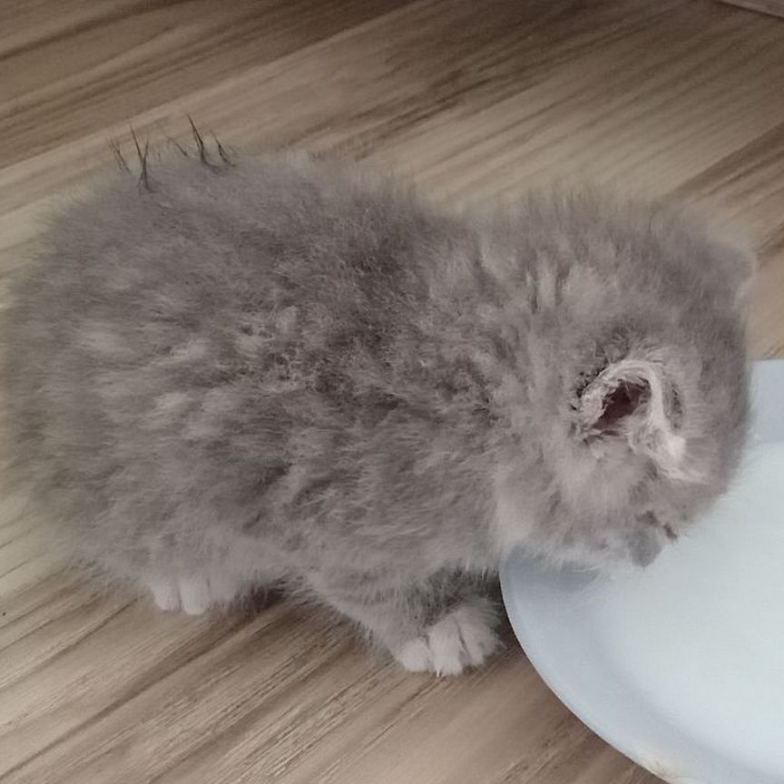 Котята в добрые руки бесплатно