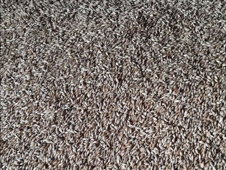 Фуражная кукуруза, Кормовая кукуруза на корм