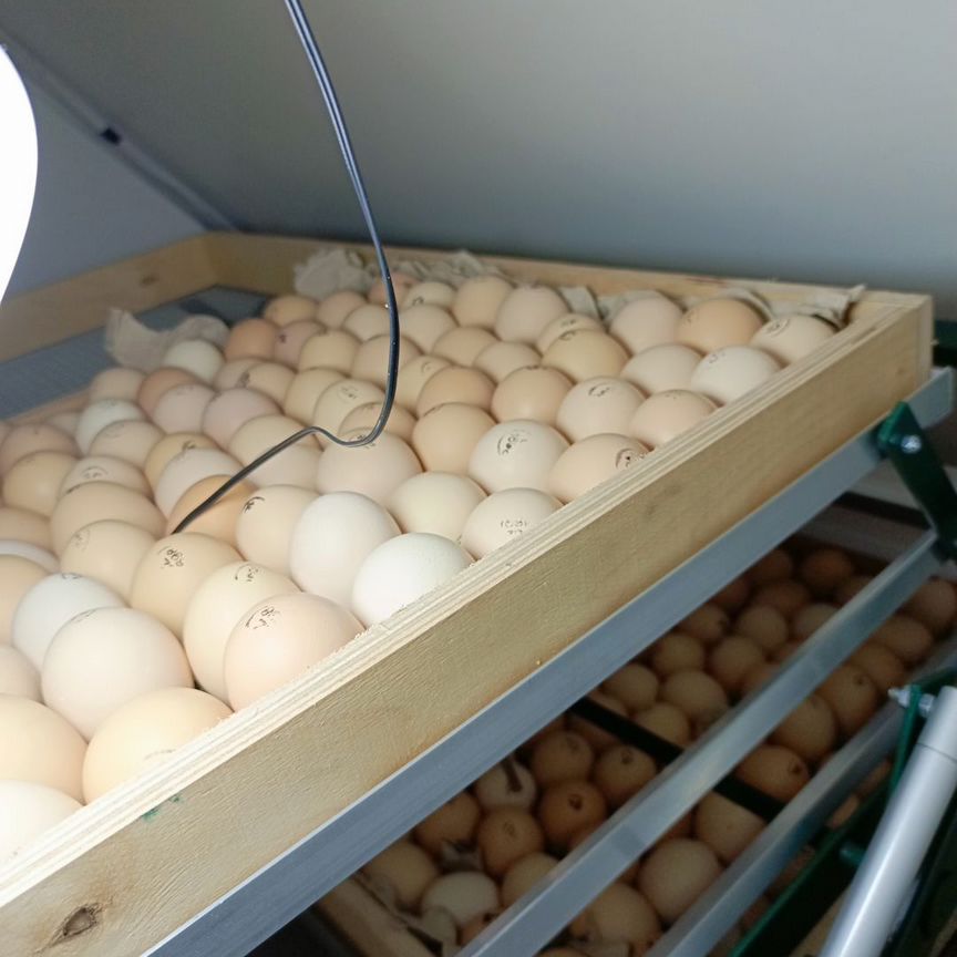 Цыплята трех суточные