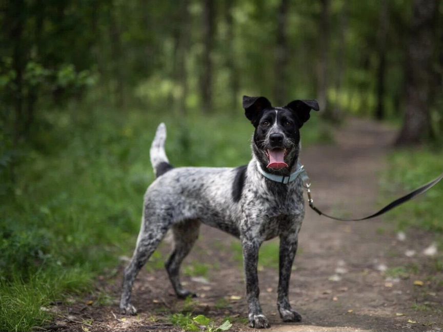 Собака в добрые руки курцхар