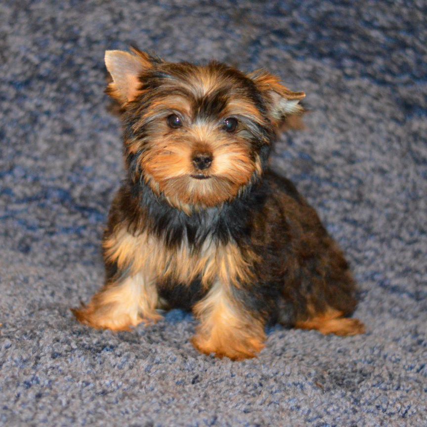 Йоркширский терьер щенки