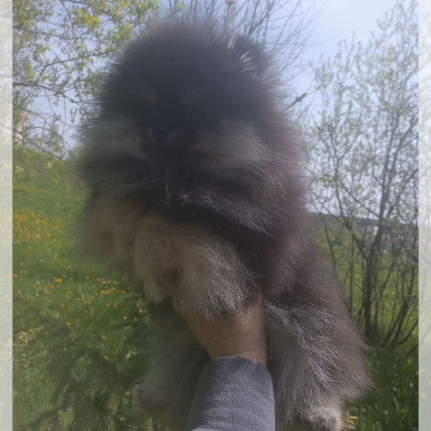 Мимишные шпицы