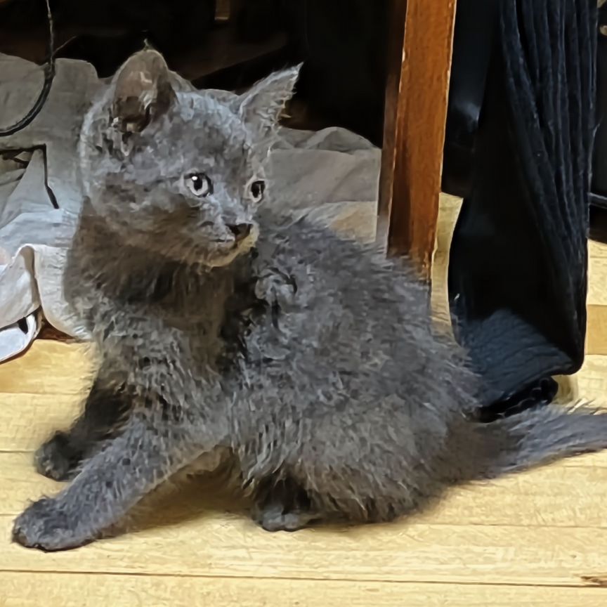 Котёнок в добрые руки