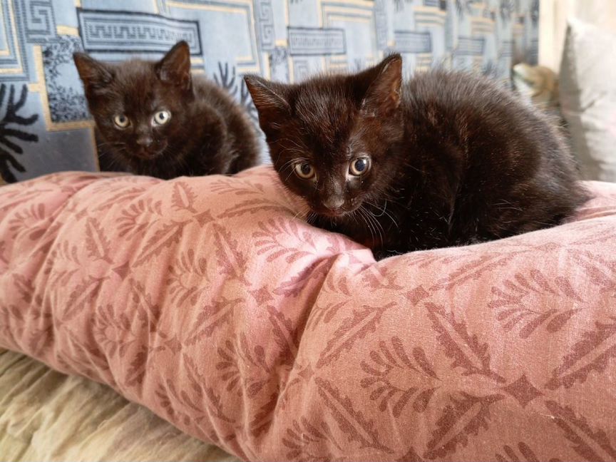 Черный котенок